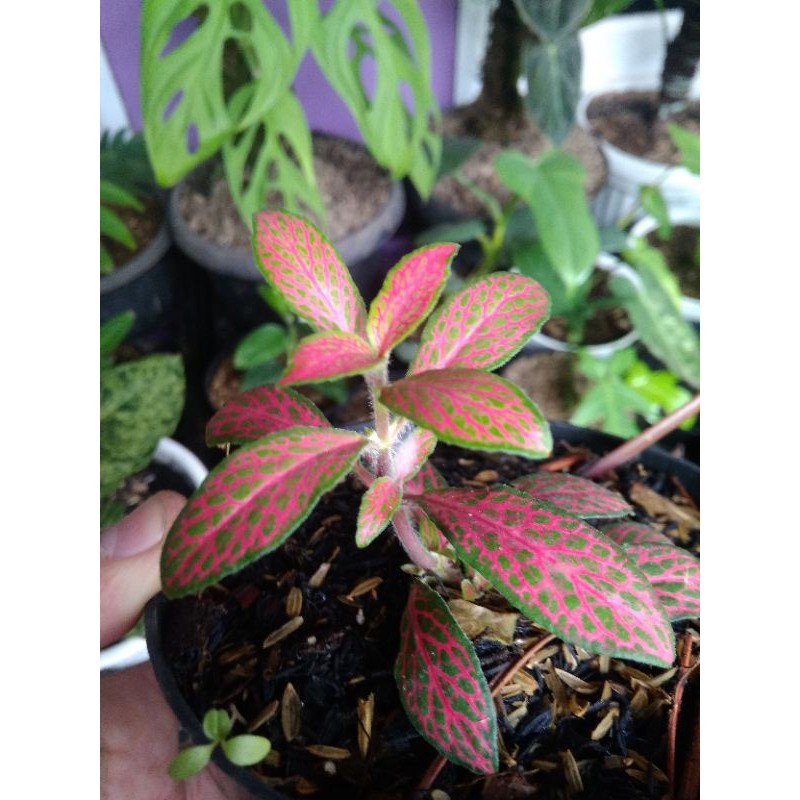 Jual TANAMAN HIAS RED FITONIA | Shopee Indonesia