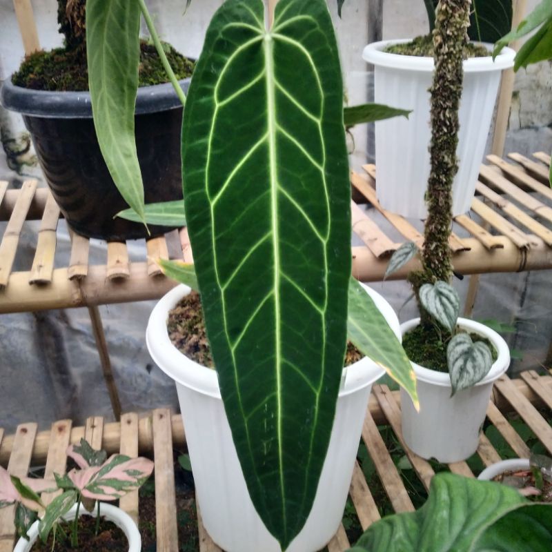 Jual ANTHURIUM WAROCQUEANUM LIDAH GAJAH 4 DAUN PANJANG 60 CM | Shopee ...