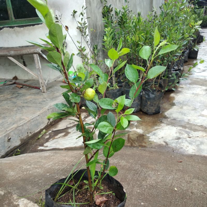 Jual Bibit Tanaman Buah apel fuji merah okulasi cepat berbuah ...