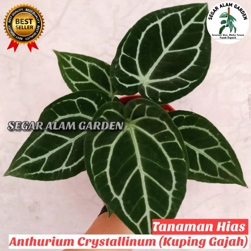 Jual Anthurium Crystallinum/Kuping Gajah Mini - Tanaman Hias Kuping ...