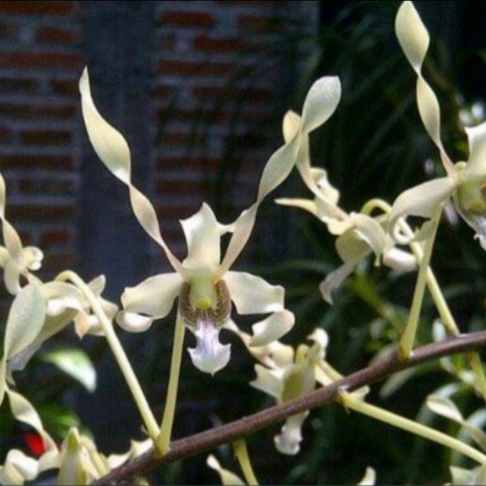 Jual Pohon Anggrek Dendrobium Kriting Dewasa Bunga Putih / Gouldii ...