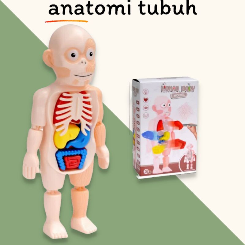 Jual edutoys shop mainan organ ANATOMI TUBUH edukasi edukatif ...