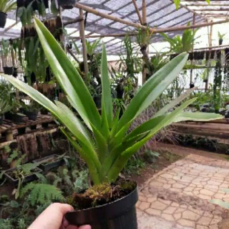 Jual anggrek Eria iridifolia | Shopee Indonesia