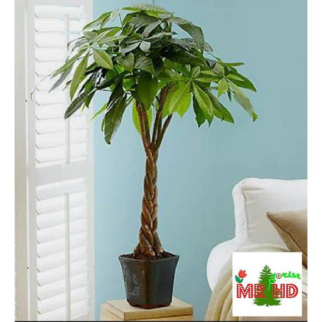 Jual Tanaman hias pachira aquatic money tree | Shopee Indonesia