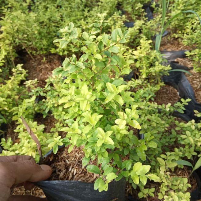 Jual tanaman hias legistrum / tanaman pangkas kuning / tanaman hias ...