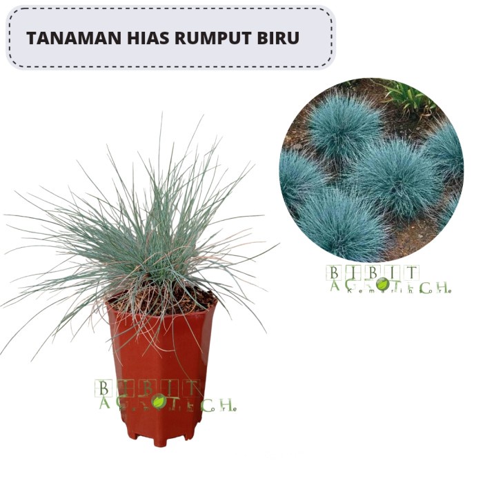 Jual Rumput Biru/ Blue Fecue Grass/ Rumput Festuca | Shopee Indonesia