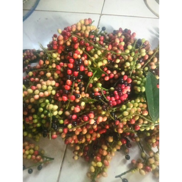 Jual BUAH BUNI/WUNI SEGAR DAN FRESS 1 Kg | Shopee Indonesia