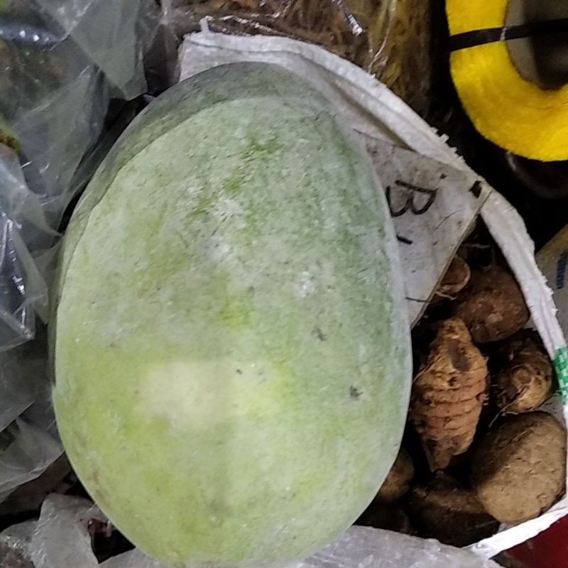 Jual buah bligo/kundur sedang | Shopee Indonesia