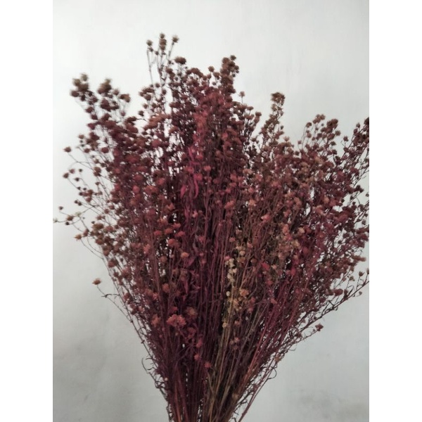 Jual pikok kering warna | Shopee Indonesia