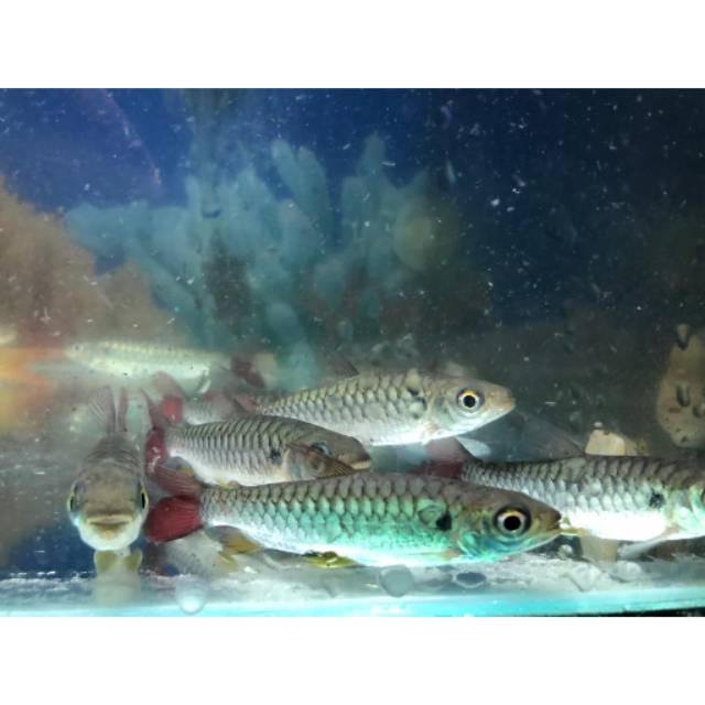 Jual Ikan Hias Tankmate PINK TAIL | Shopee Indonesia