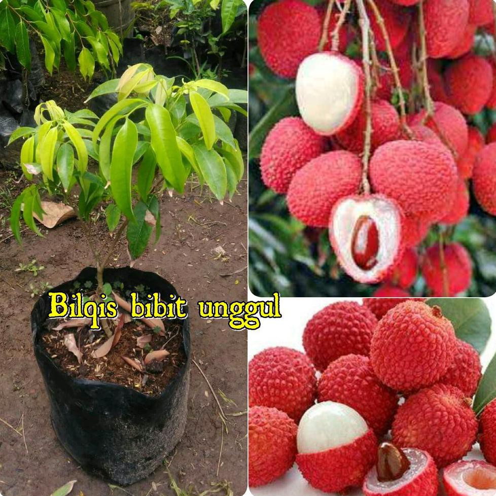 Jual Product Bibit Buah Leci Merah Asli Cangkok-Bilqis Bibit R*O | Shopee Indonesia
