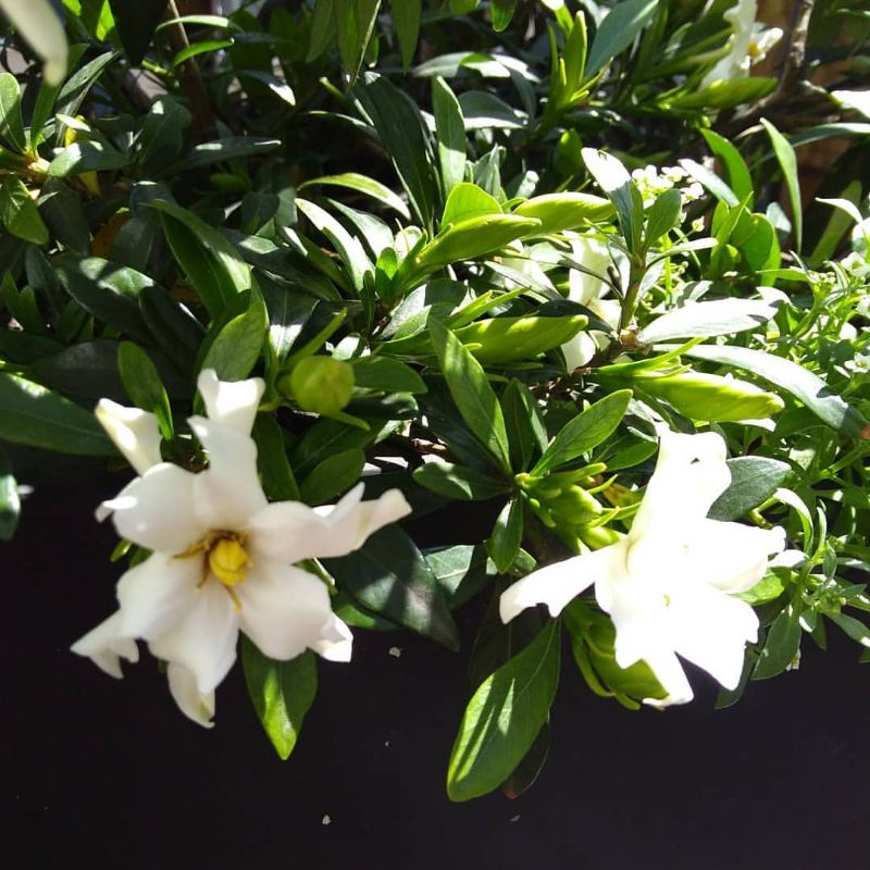 Jual Bibit tanaman bunga kaca ceplok piring/cepiring mini/dwarf cape ...