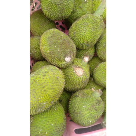 Jual Buah KLUWIH / KULUR / KULOR untuk Selamatan Bayi lahir | Shopee ...