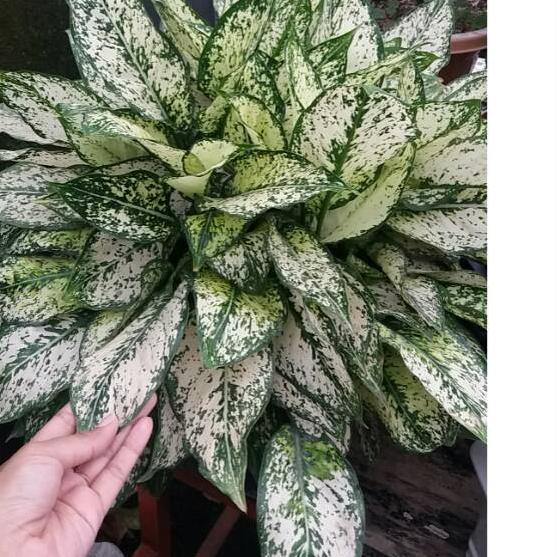 Jual PROMO!! Tanaman Hias Aglonema Siam Paragon - Aglonema Snow White ...