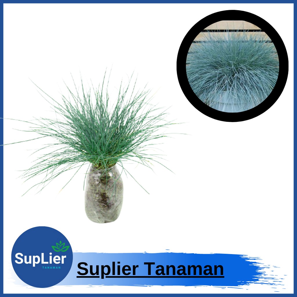 Jual Tanaman Hias Rumput Biru (Festuca Glauca) | Shopee Indonesia