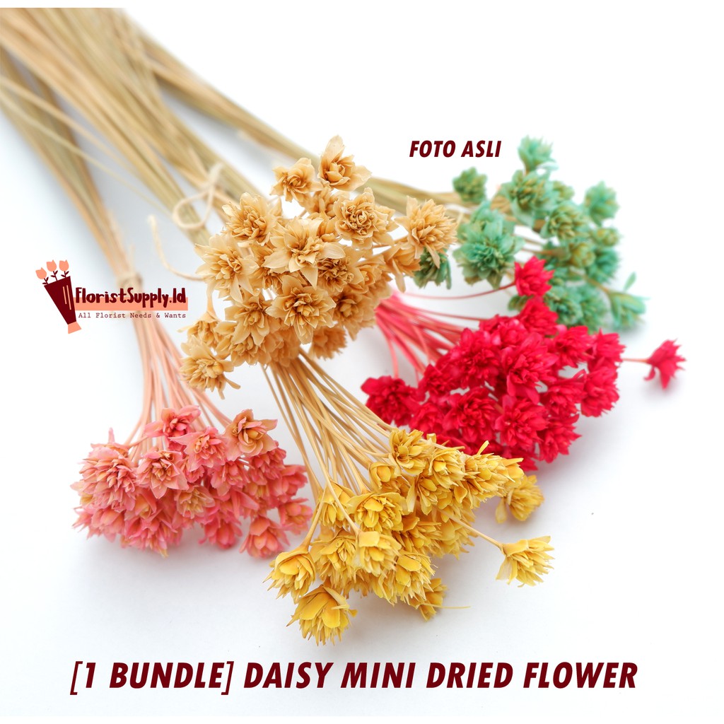Jual [1 BUNDLE] MINI DAISY Dried Flower / Preserved Flower | Shopee ...