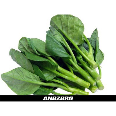 Jual Benih Sawi Manis Choy Sum 1000 seeds | Shopee Indonesia
