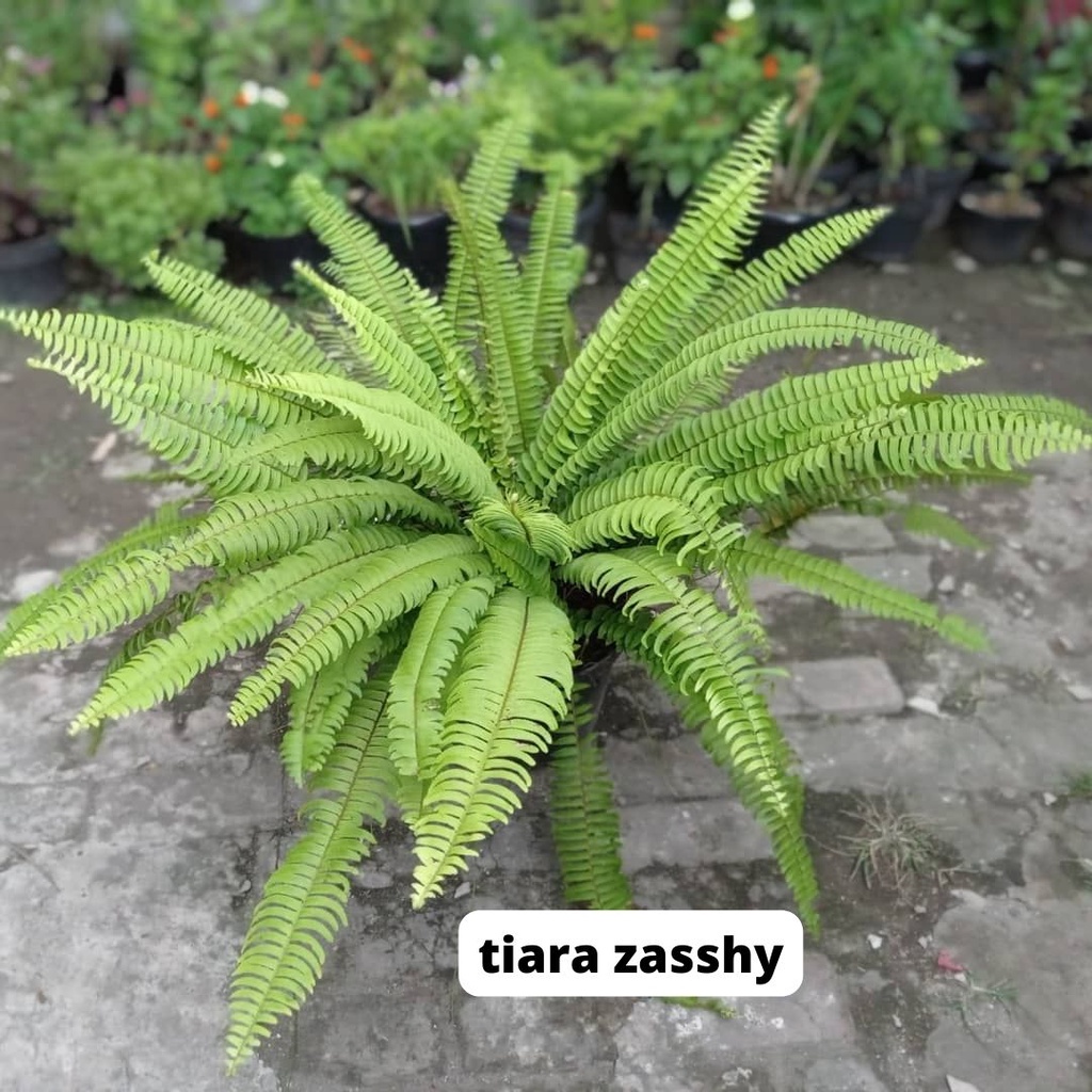 Jual pakis boston tanaman hias gantung | Shopee Indonesia