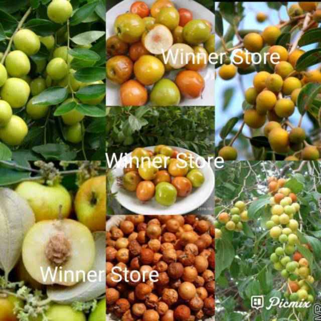 Jual Bibit Benih Buah Bidara (10 Butir) | Shopee Indonesia