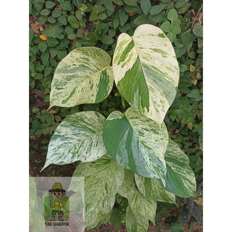 Jual Epipremnum Aureum Marblequeen / Sirih Marble / Epi Marble | Shopee ...