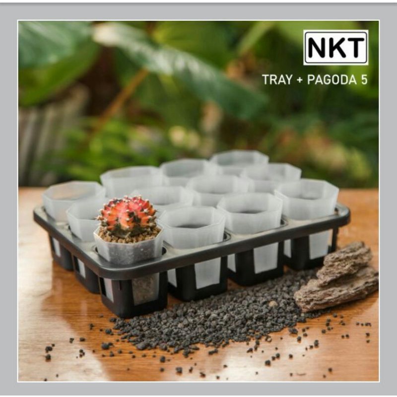 Jual Tray 5 cm + pot pagoda 5 cm | pot NKT | WARNA BENING | Shopee ...