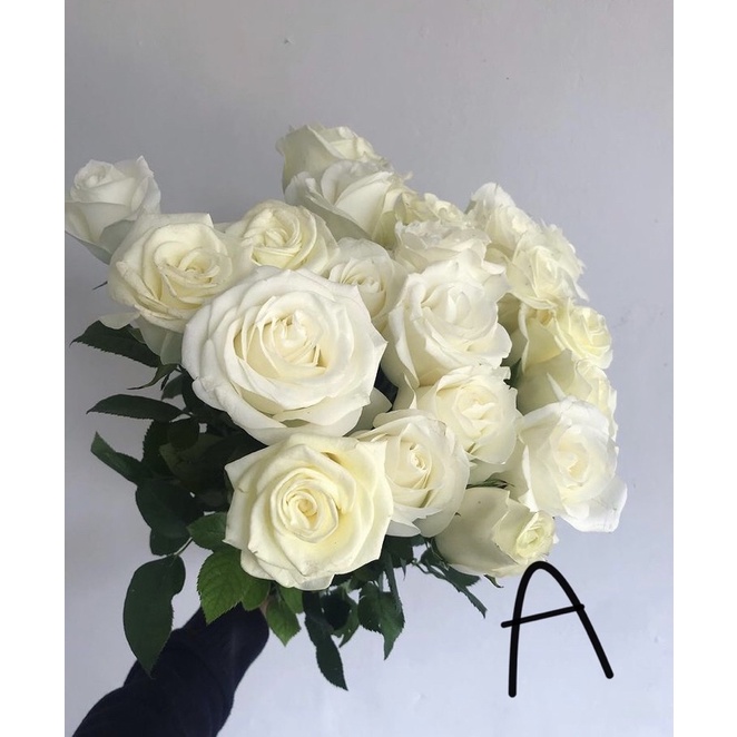 Jual MAWAR ASLI SEGAR / ROSE FLOWER FRESH ( bunga potong lembang 10 ...