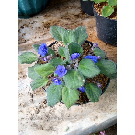 Jual Tanaman Hias Hidup Bunga Violces - Bunga African Violet | Shopee ...