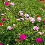 Jual bunga sutra bombay mix | Shopee Indonesia