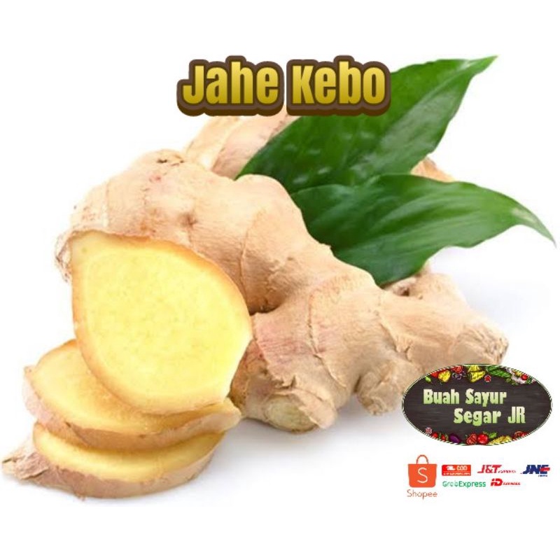 Jual JAHE KEBO 500gr / JAHE BESAR / JAHE JAMU / JAHE BUMBU / JAHE MURAH ...