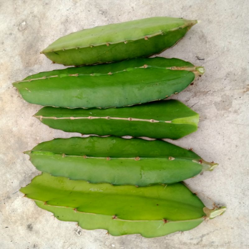 Jual Rootstock/stem buat grafting kaktus. 10 batang | Shopee Indonesia