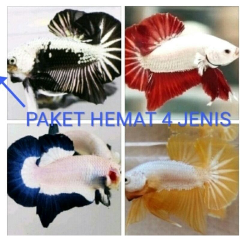 Jual Paket 4 Warna Real Pict | Shopee Indonesia