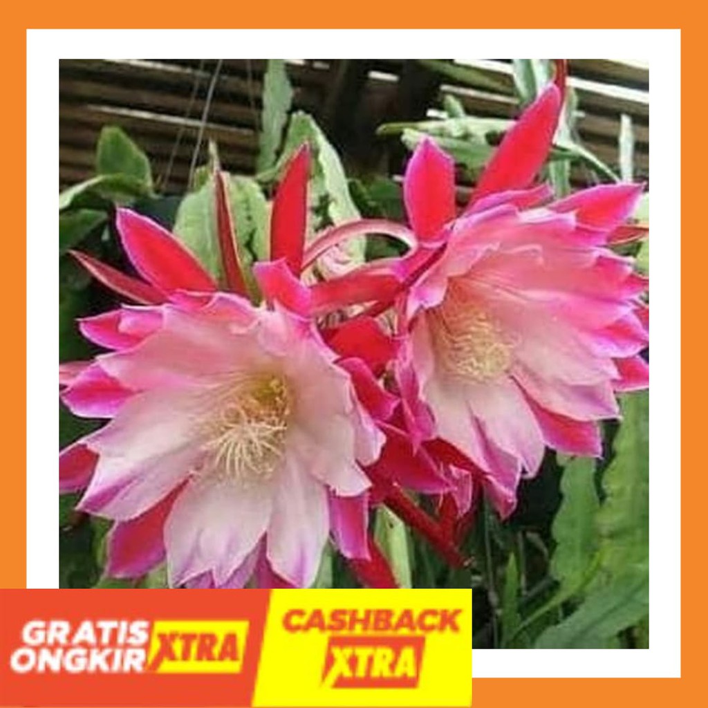 Jual TERBARU BEST SELLER - Bibit Bunga Wijaya Kusuma Merah Muda - Bunga Besar | Shopee Indonesia