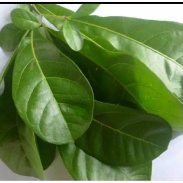 Jual Daun maja herbal 500 gram | Shopee Indonesia