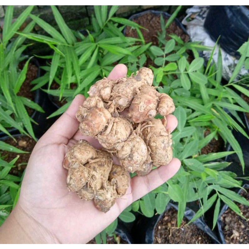 Jual 500GR KENCUR/KENCUR SEGAR/CIKUR/BUMBU MASAK | Shopee Indonesia