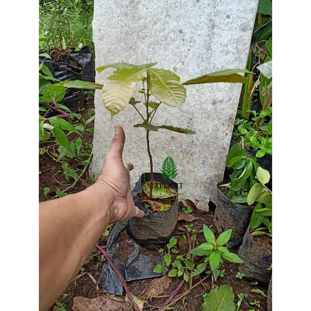 Jual Bibit Pohon Matoa - Buah Mirip Kelengkeng Aroma Durian - Khas ...