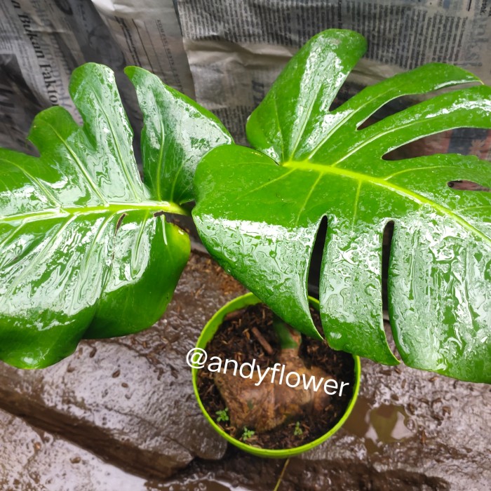 Jual monstera hijau | Shopee Indonesia