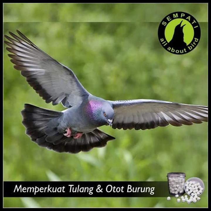 Jual Promo Vetabolic Vetafarm Obat Pertumbuhan Tulang Kekuatan Otot ...