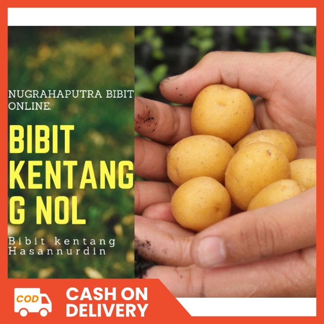Jual cod100 Benih Bibit Kentang G0 granola Bersertifikat | Shopee Indonesia