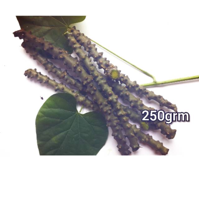 Jual #BATANG ANTAWALI FRESH/BROTOWALI FRESH 250GRM | Shopee Indonesia
