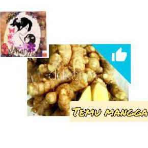 Jual 1/2kg Temu mangga segar (Curcuma mangga) | Shopee Indonesia