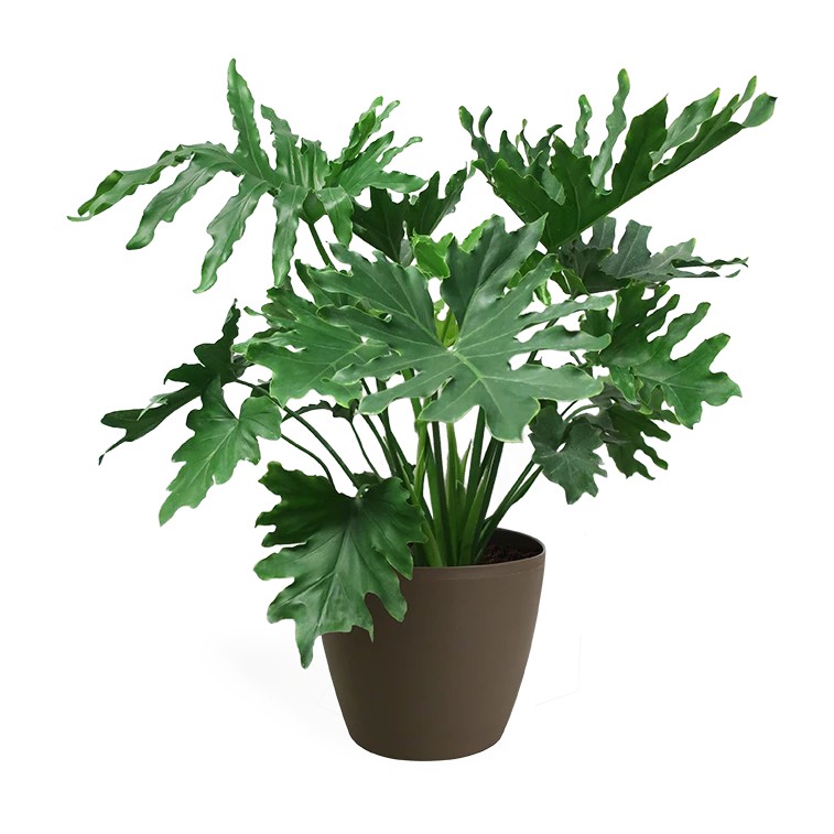 Jual Tanaman hias monstera jari - philodendron selloum - philodendrum ...