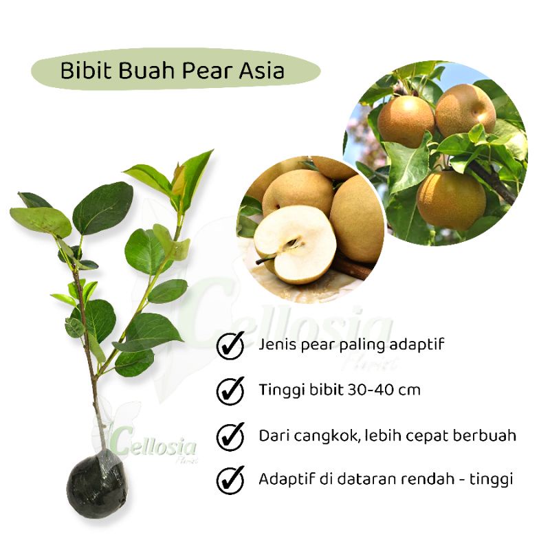 Jual Bibit Tanaman Buah Pir Pear Asia Paling Adaptif | Shopee Indonesia