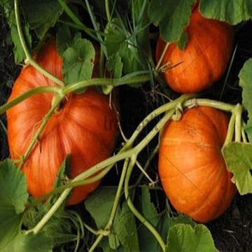 Jual Biji Sayur Labu Mini Pumpkin Wee Be Little - Bibit Tanaman Pohon ...