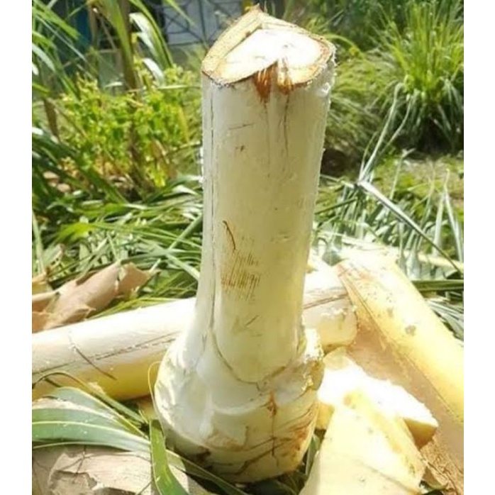 Jual Sayur Umbut Kelapa Iris / Berat 500 Gram | Shopee Indonesia