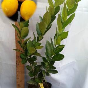 Jual Tanaman Buah Jeruk Lemon Impor | Shopee Indonesia