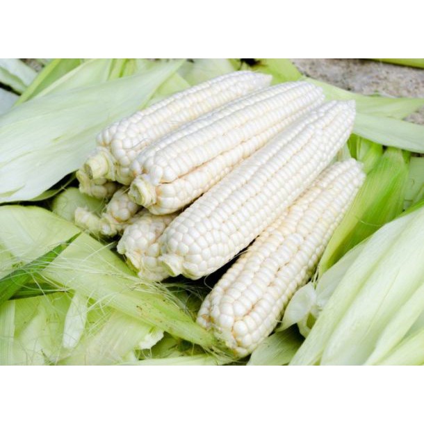 Jual Biji White Corn Jagung Putih Baik Untuk Kesehatan - Bibit Tanaman ...