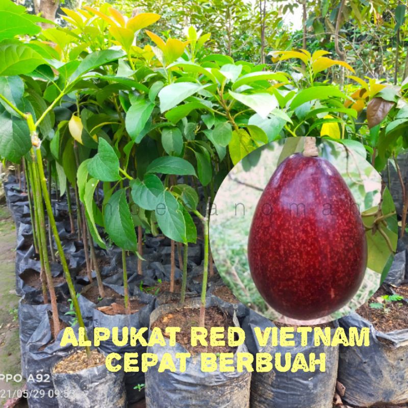 Jual Bibit Buah Alpokat Red Vietnam | Shopee Indonesia