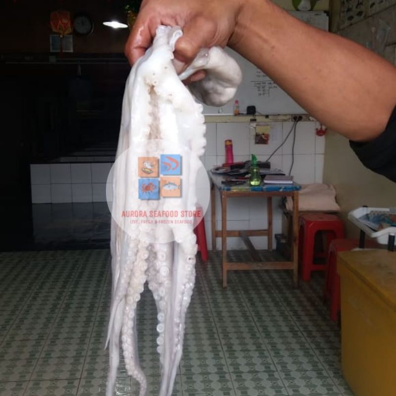 Jual Gurita Fresh | Shopee Indonesia