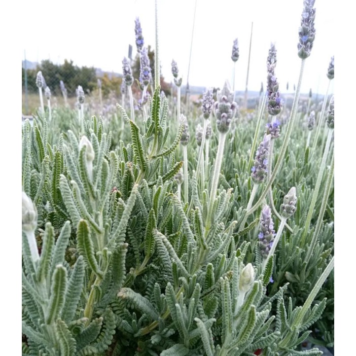 Jual Tanaman herbal Lavender prancis daun bergerigi / Lavender franch ...
