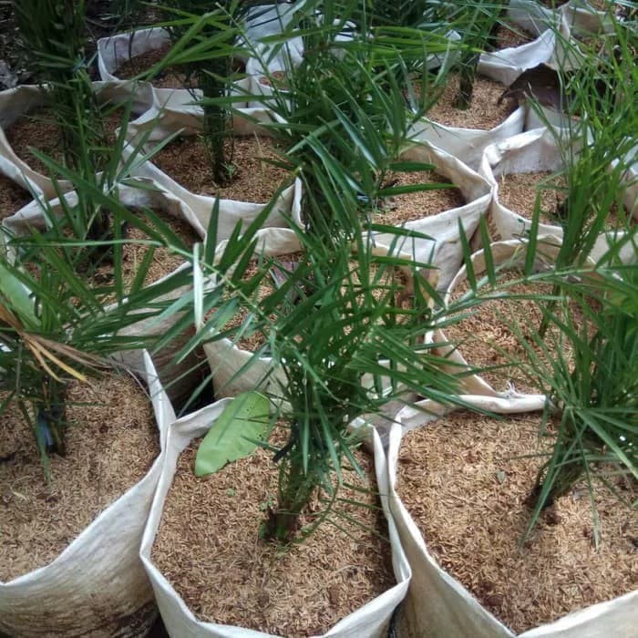 Jual tanaman hias outdoor - pohon palem kenari - palm kenari ...